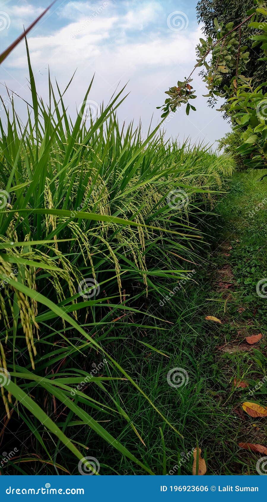 Rice Crop in the Field, Dhan Stock Photo - Image of dhan, iron: 196923606