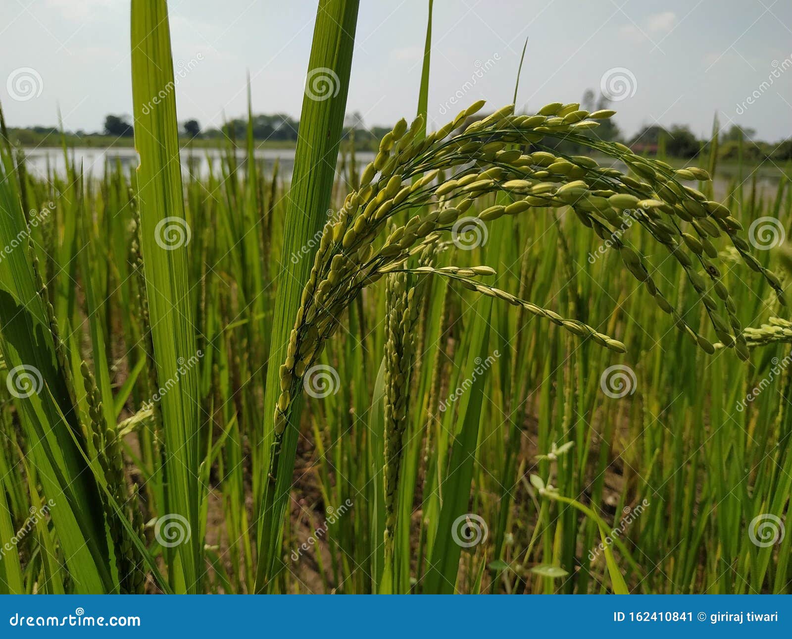 Rice crop field stock image. Image of green, crop, rice - 162410841