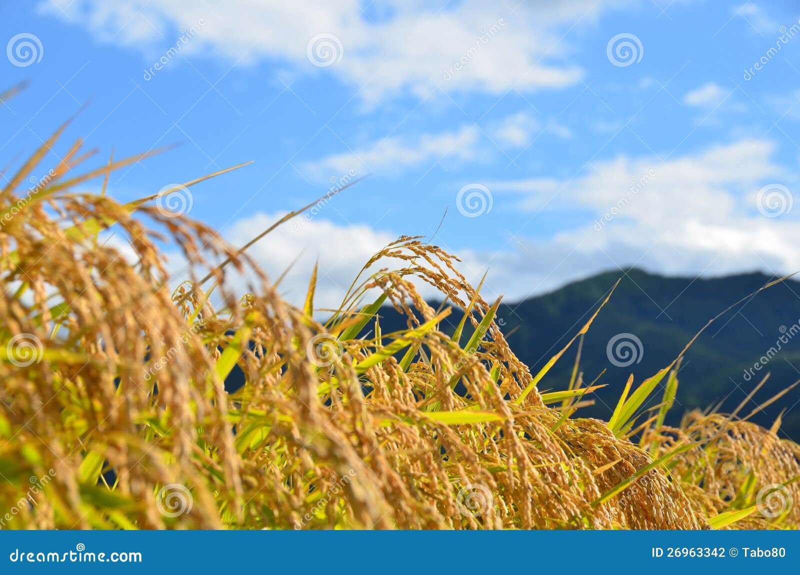 Rice Crop Field Maturity Period Royalty-Free Stock Image ...