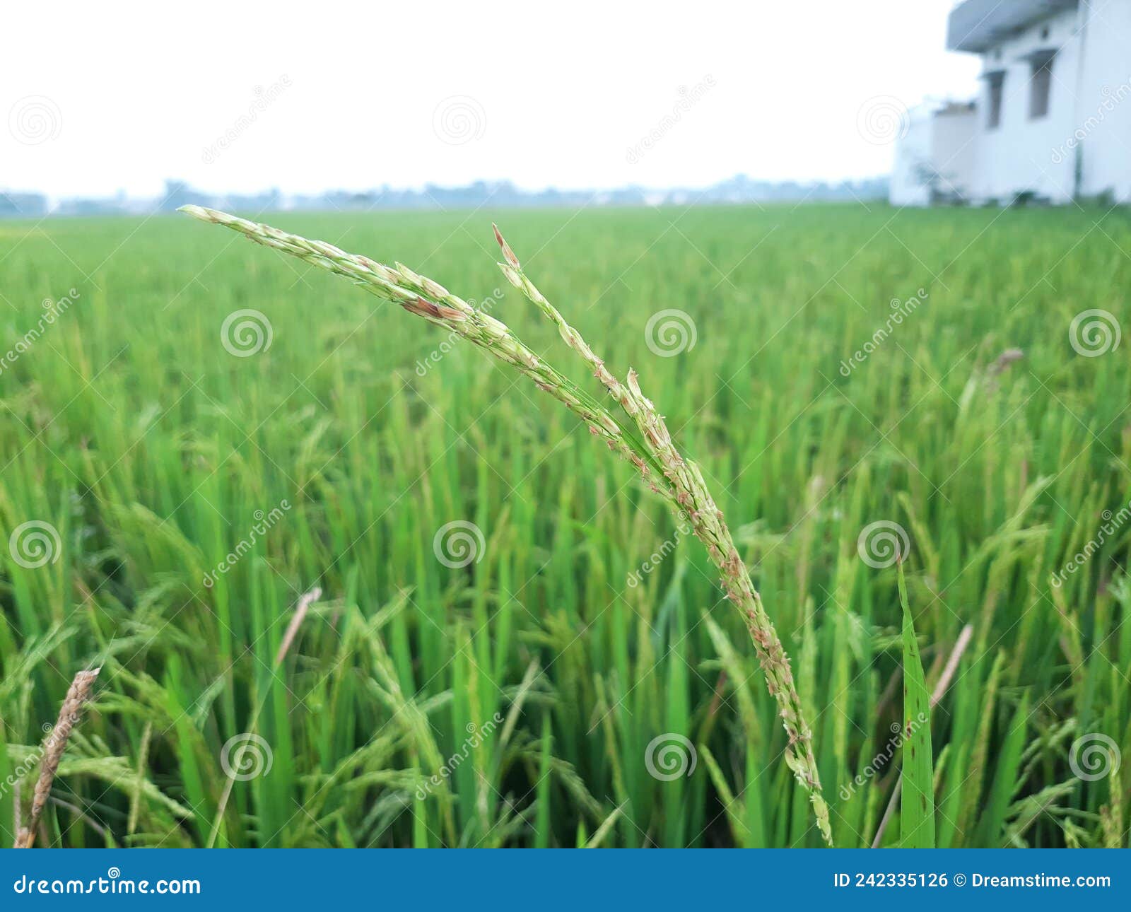 Rice Crop stock photo. Image of produce, soil, farm - 242335126