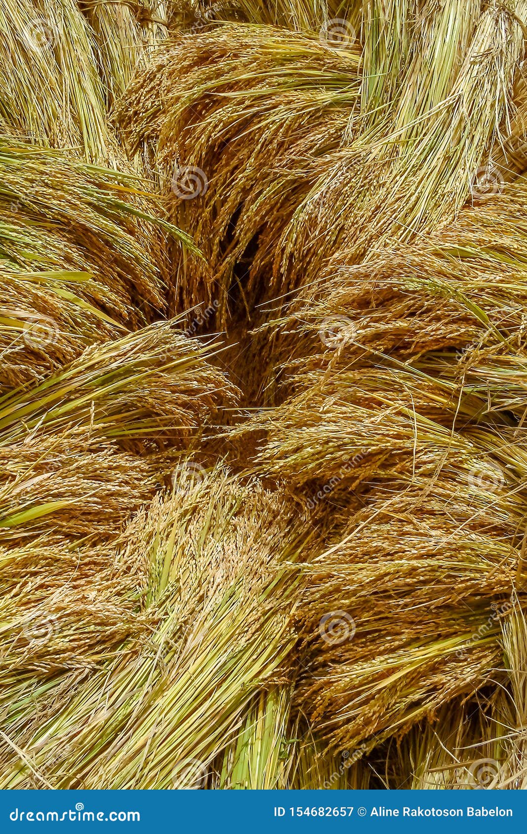 Rice crop stock image. Image of field, grass, culture - 154682657