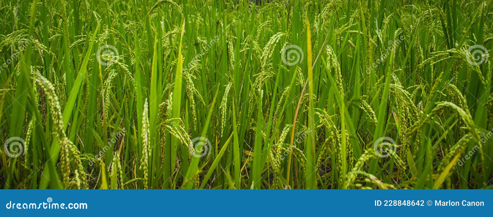 Rice Crop from the Highland Stock Photo - Image of rice, meadow: 228848642