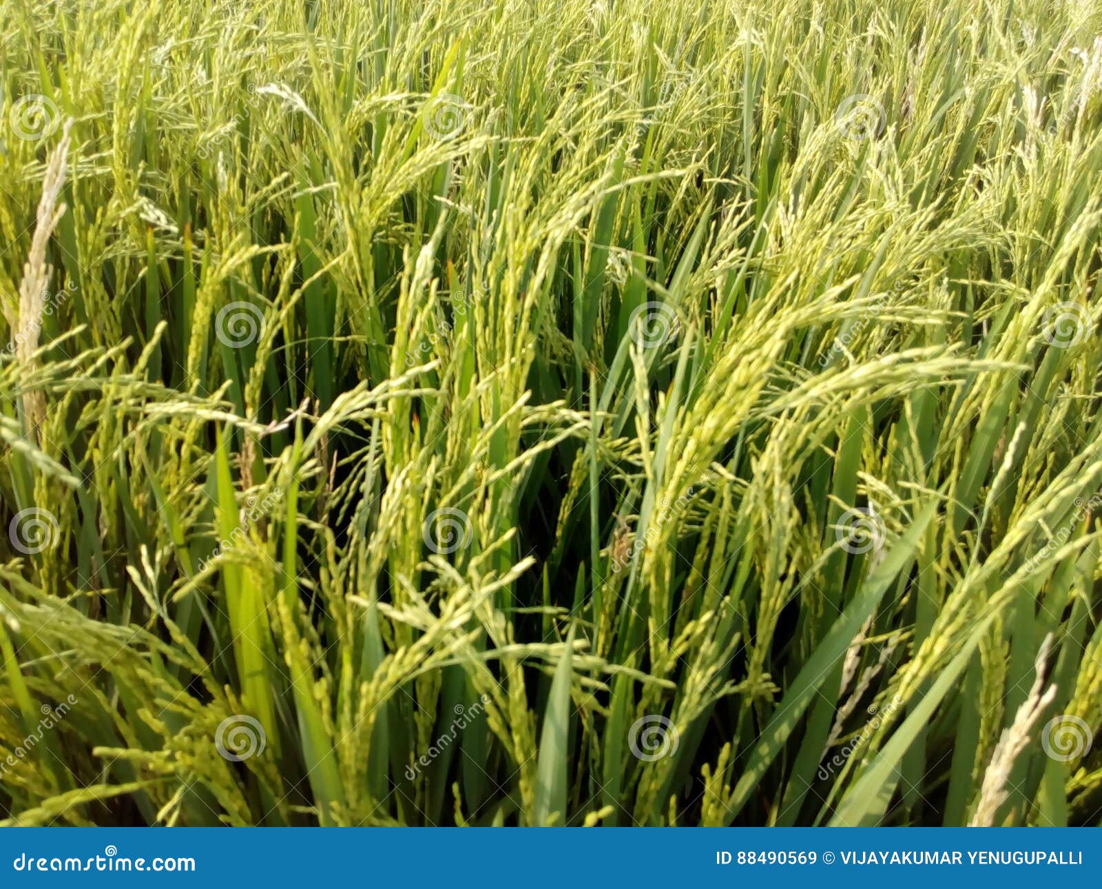 The Rice Crop stock image. Image of pleasant, crop, view - 88490569