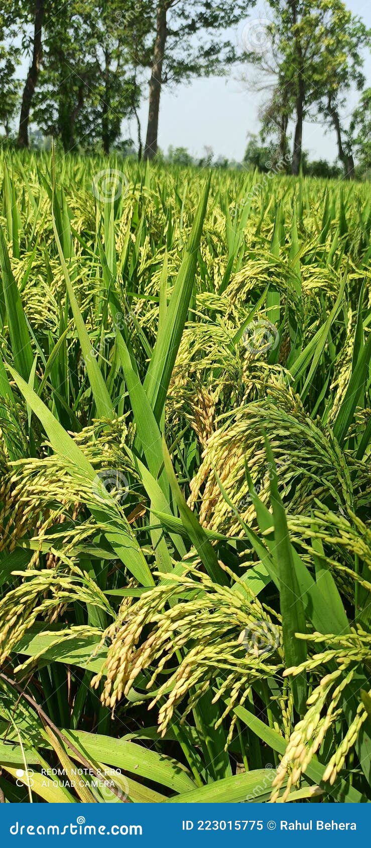 Rice crop stock image. Image of grassland, green, herb - 223015775