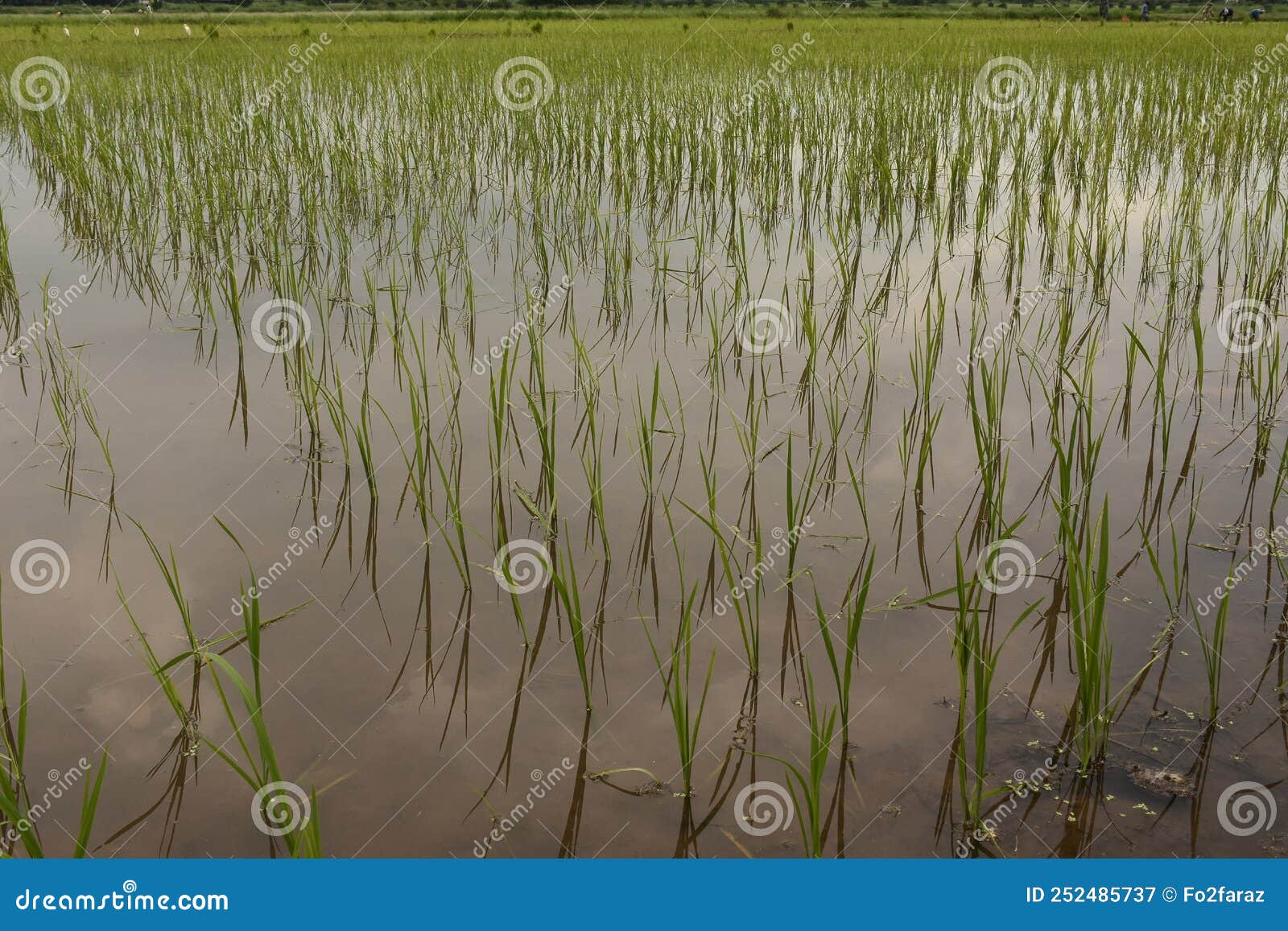 Rice Crop Planted in Paddy Field Stock Image - Image of flood ...