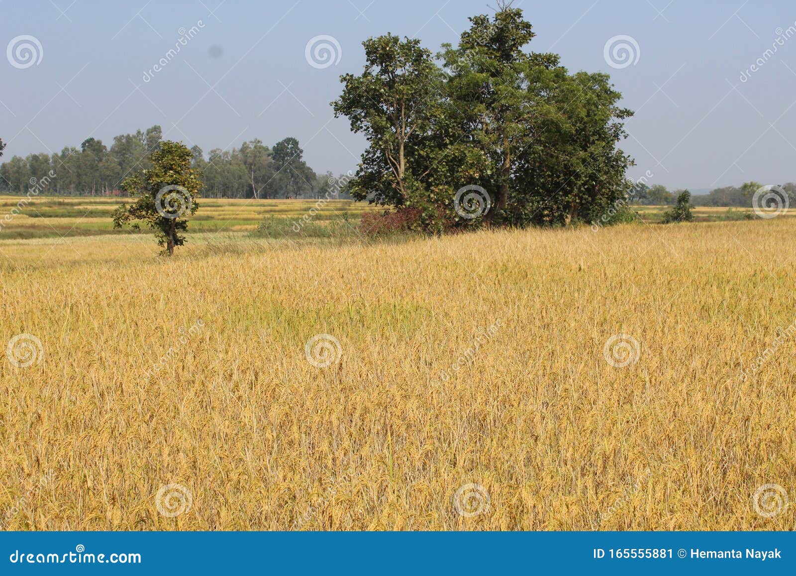 RICE CROP PRODUCTION in ODISHA,2019 Stock Image - Image of north ...