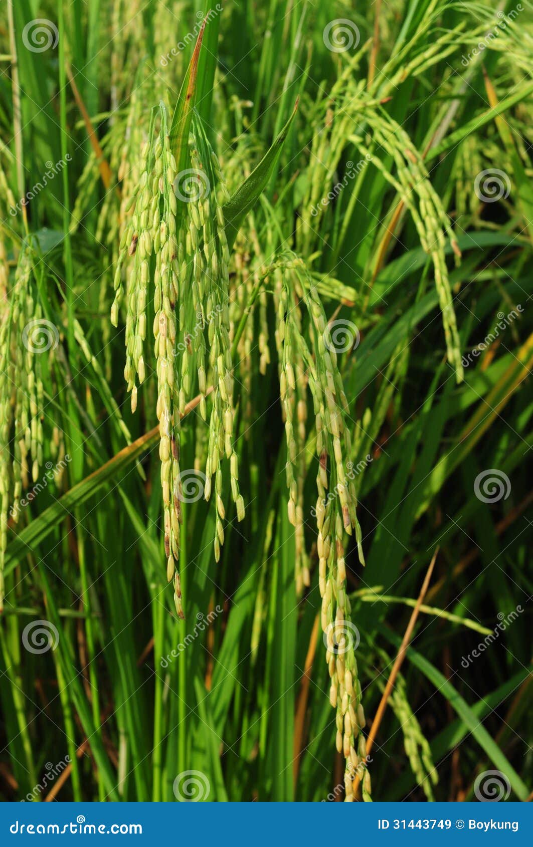 Rice crop stock image. Image of scene, green, growth - 31443749
