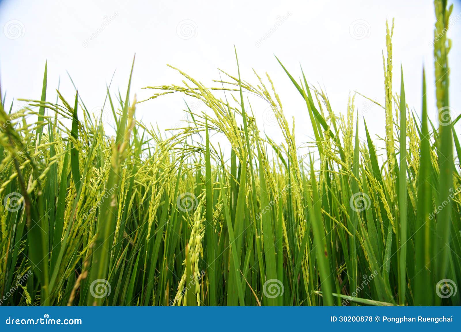 Rice crop stock photo. Image of landscapes, outdoors - 30200878