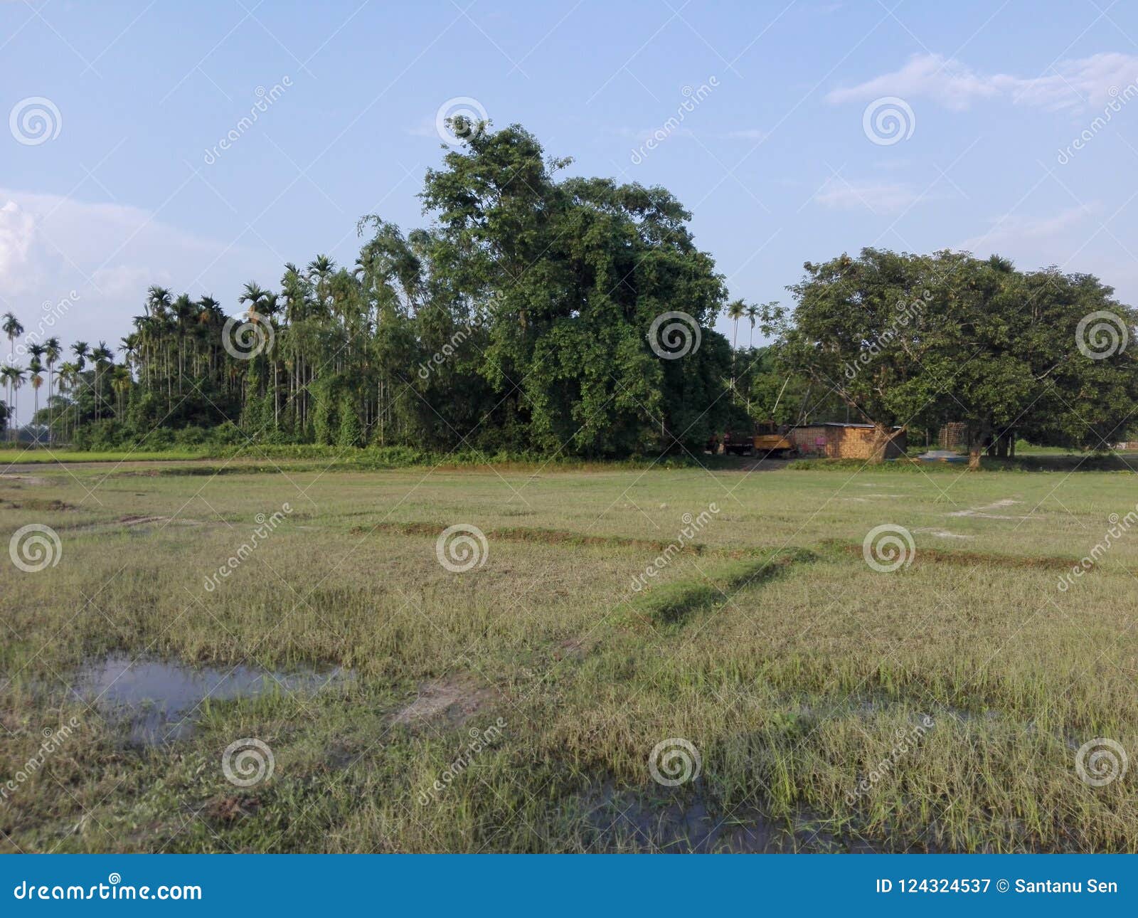 Paddy field stock image. Image of village, rice, field - 124324537