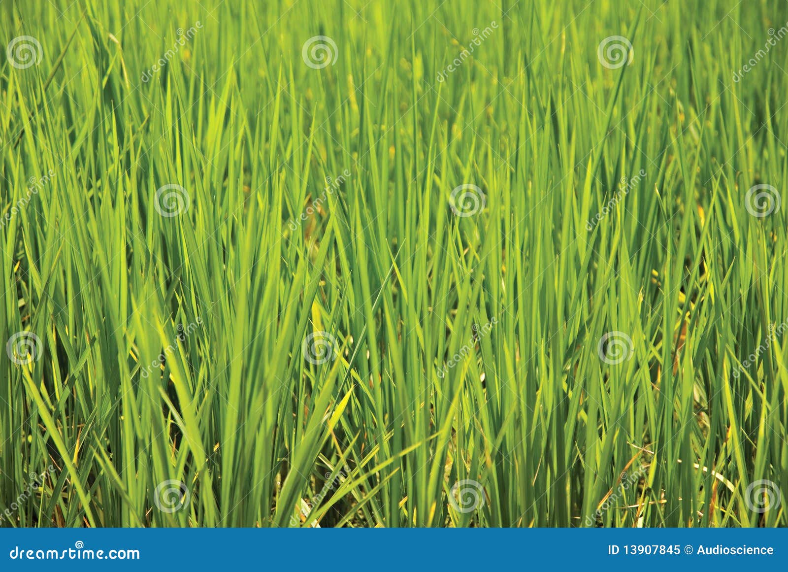 Rice Crops stock image. Image of field, food, background - 13907845