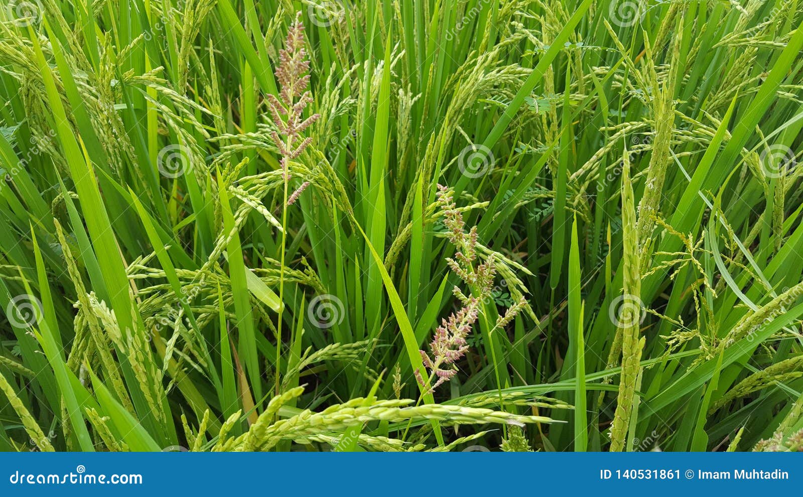 Rice crops stock image. Image of farmland, rice, summer - 140531861