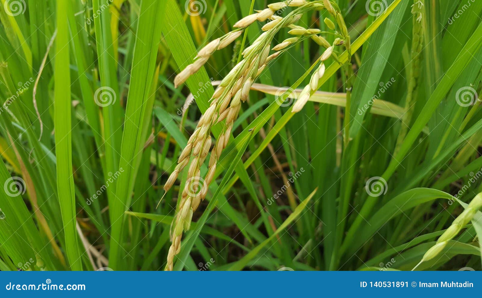 Rice crops stock image. Image of green, farm, organic - 140531891
