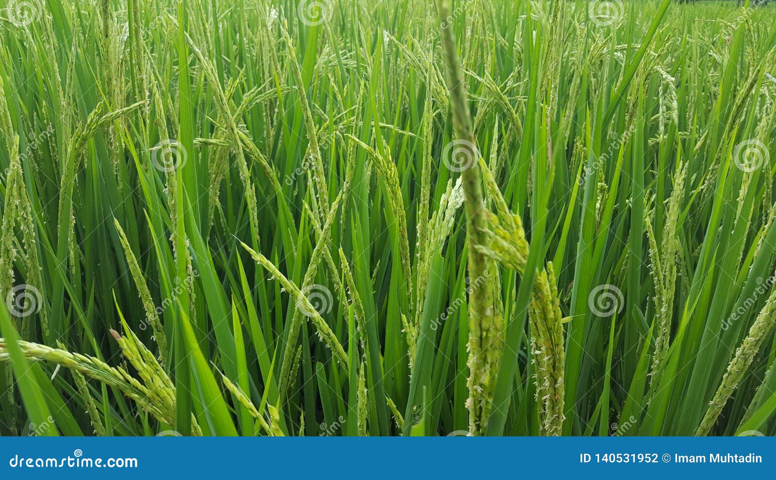 Rice crops stock photo. Image of rice, crops, season - 140531952
