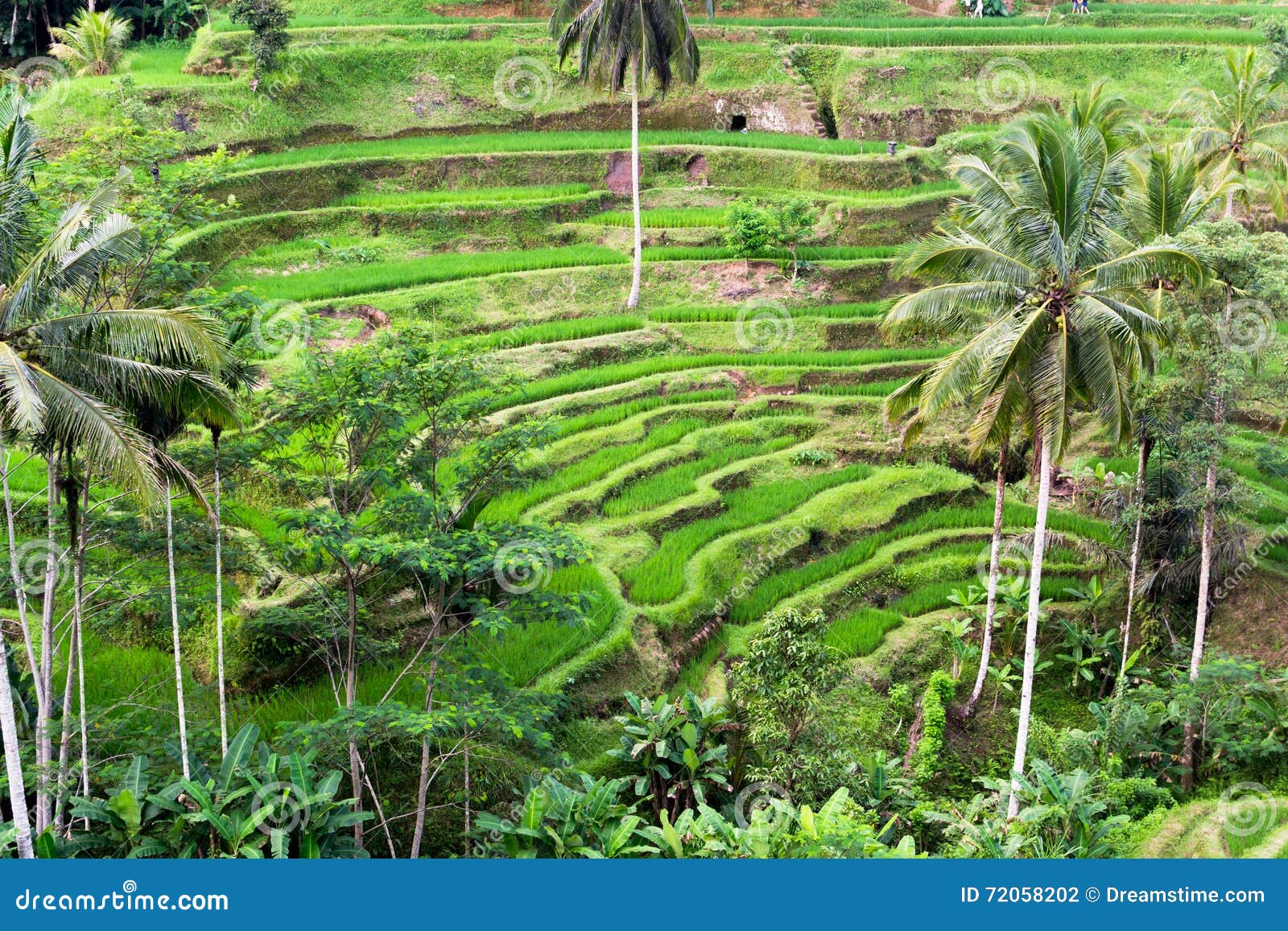 Rice Crops In The Flat Areas In Sulawesi, Indonesia Stock Photography ...