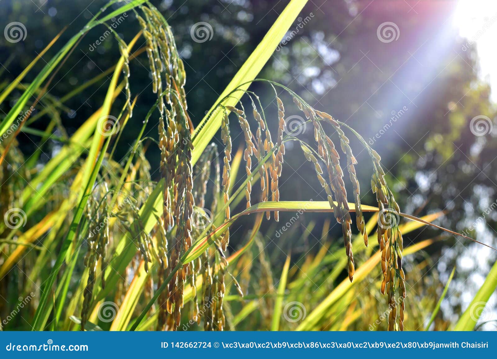 Rice Crops Waiting To Be Harvested Stock Photo - Image of abstract ...