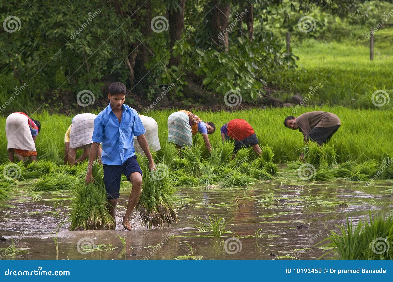Rice cultivation editorial stock image. Image of rice - 10192459