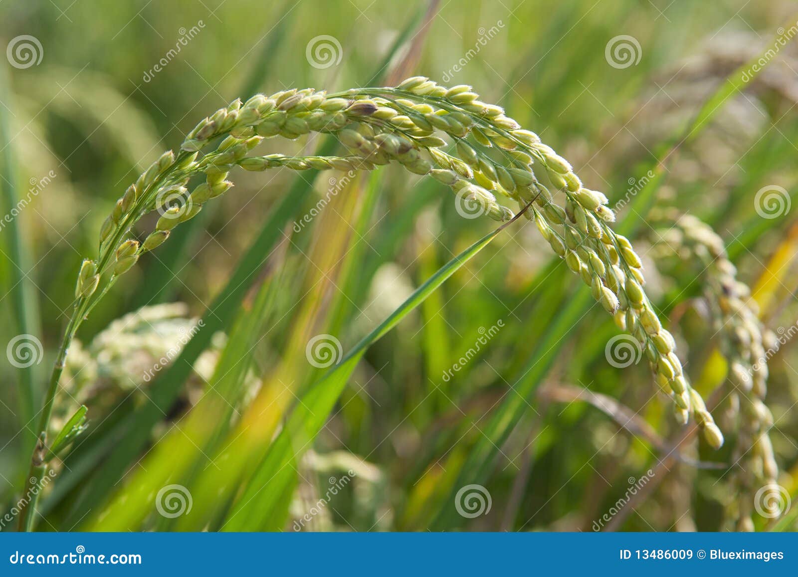Rice cultivation stock image. Image of cultivation, detail - 13486009