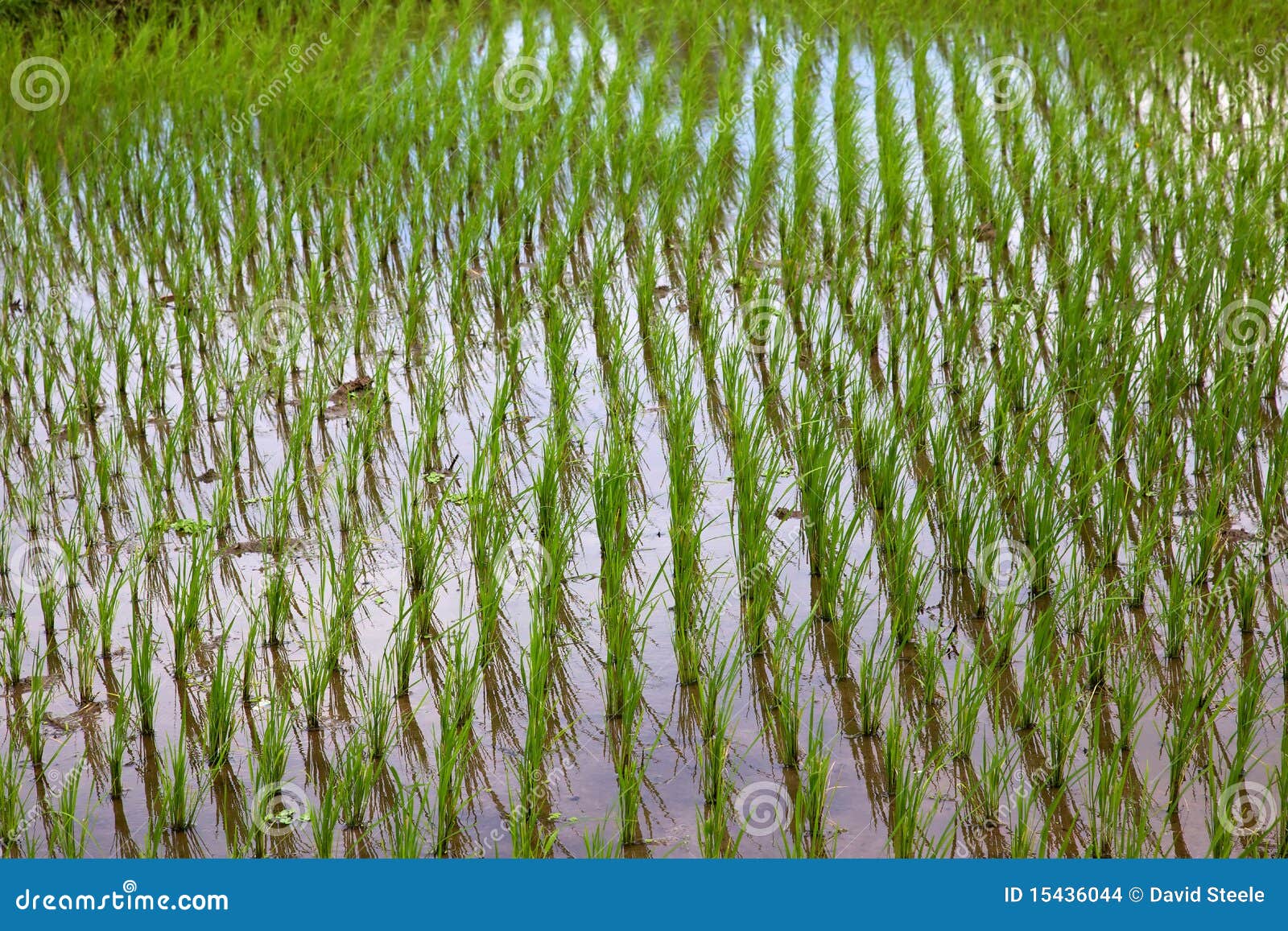 Rice Cultivation stock photo. Image of field, crop, indonesia - 15436044