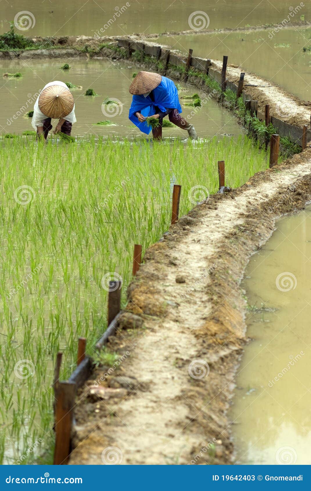 Rice cultivation editorial stock photo. Image of harvest - 19642403