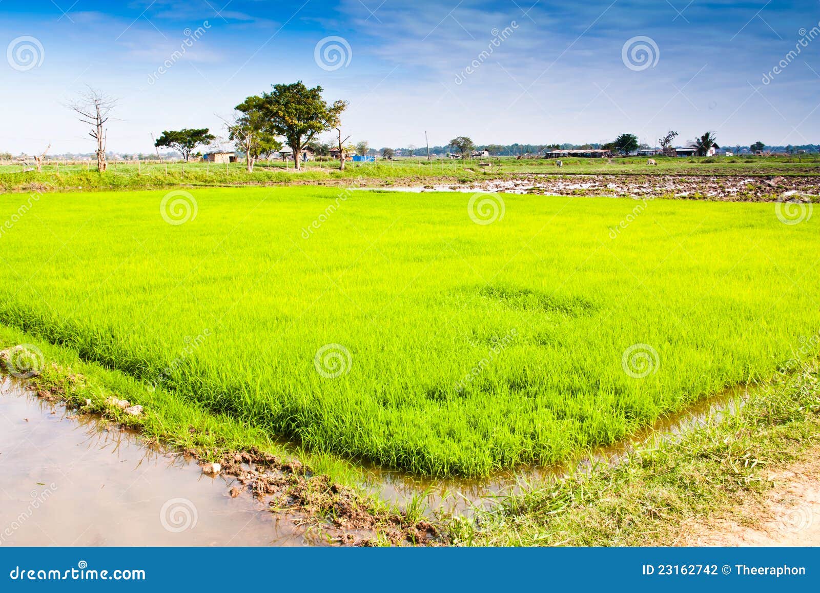 In rice cultivation. stock photo. Image of detail, asian - 23162742