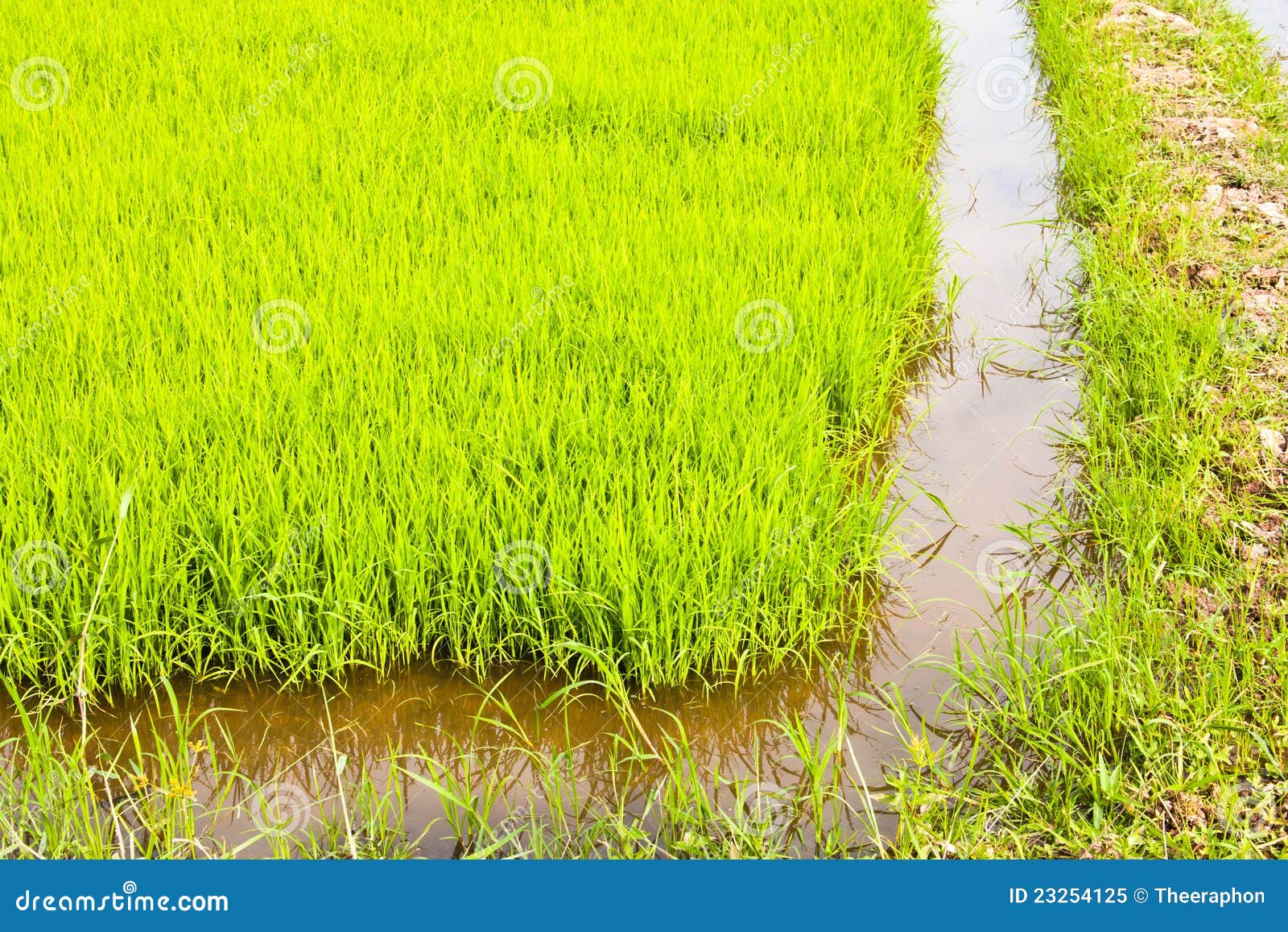 In rice cultivation. stock image. Image of cereal, farm - 23254125