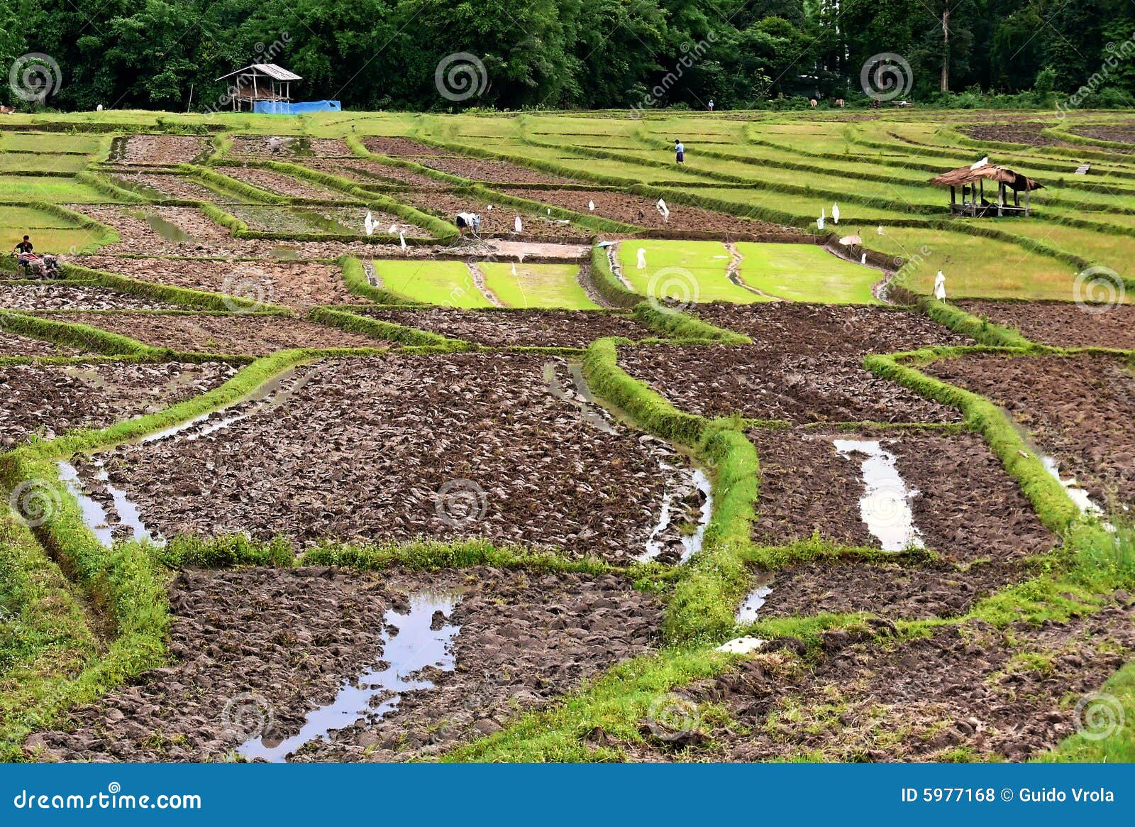 Rice cultivation stock photo. Image of water, harvesting - 5977168