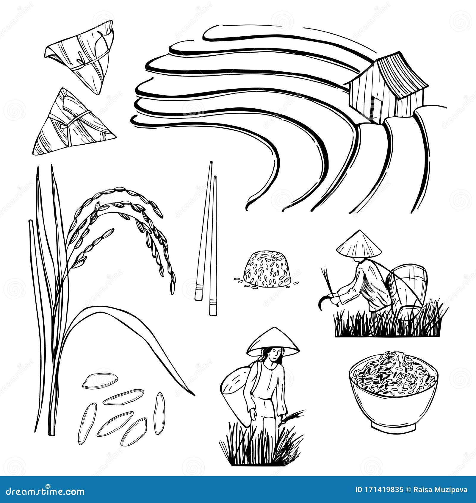 Rice Cultivation In Asia. Vector Sketch Illustration | CartoonDealer ...