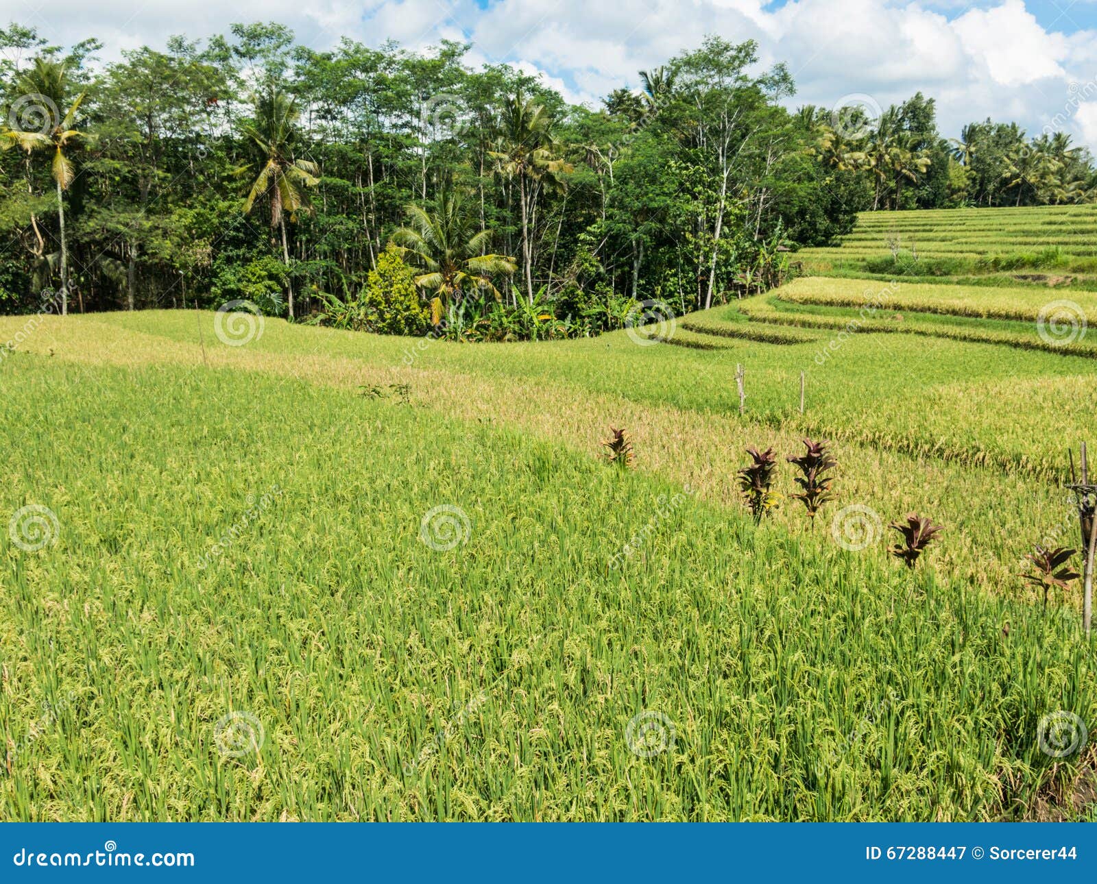 Rice Cultivation on Bali, Indonesia Stock Image - Image of forest ...