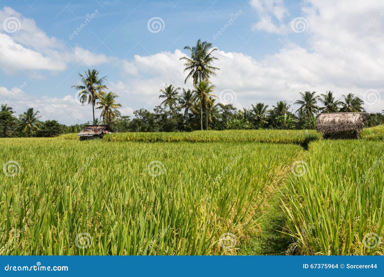 Rice Cultivation on Bali, Indonesia Stock Photo - Image of palms, plant ...