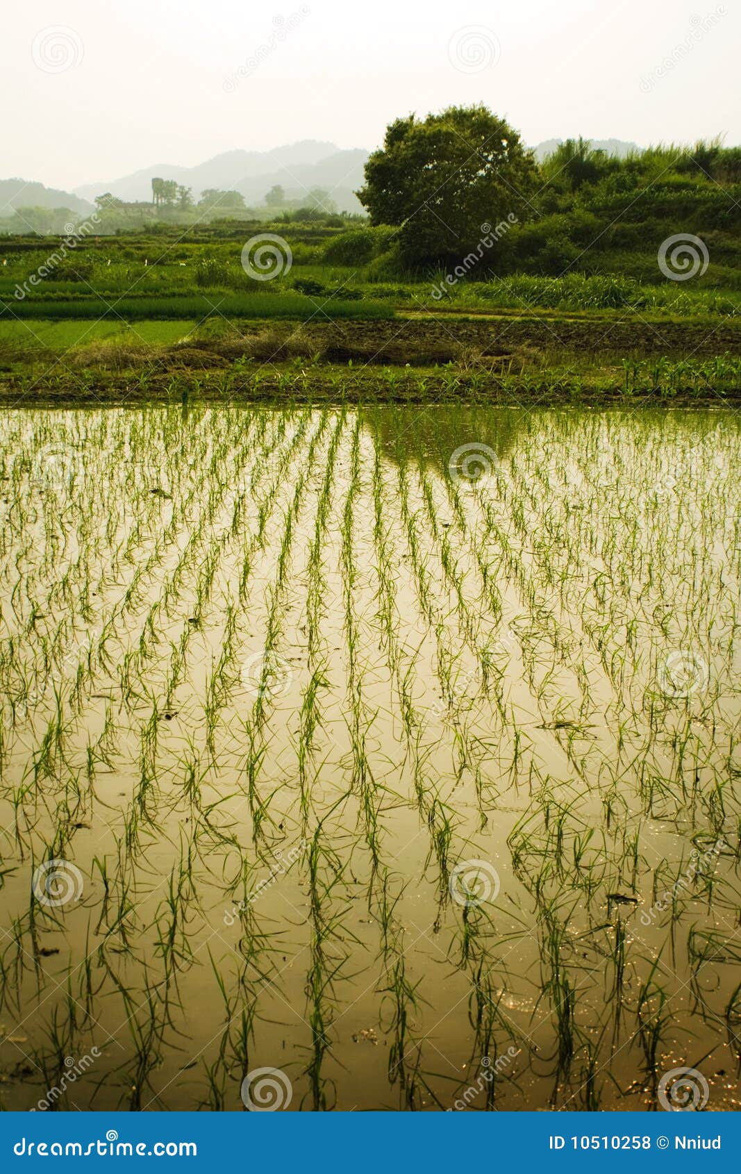 Rice cultivation in china stock photo. Image of plant - 10510258
