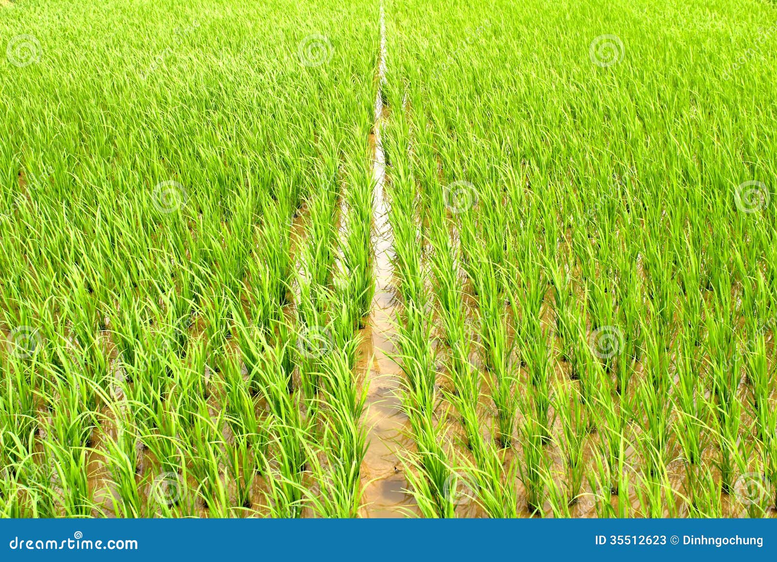 Rice Cultivation in the Country. Rice Cultivation in Asia Stock Image ...