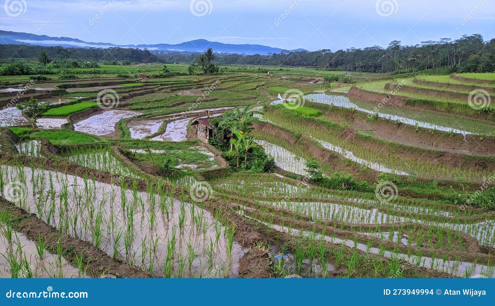 Rice Cultivation in a Large Expanse of Paddy Fields Stock Photo - Image ...