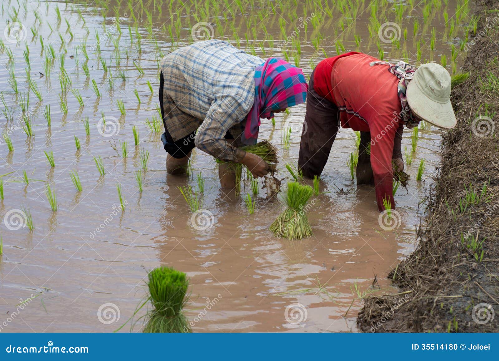 Rice cultivation stock photo. Image of cultivation, nature - 35514180