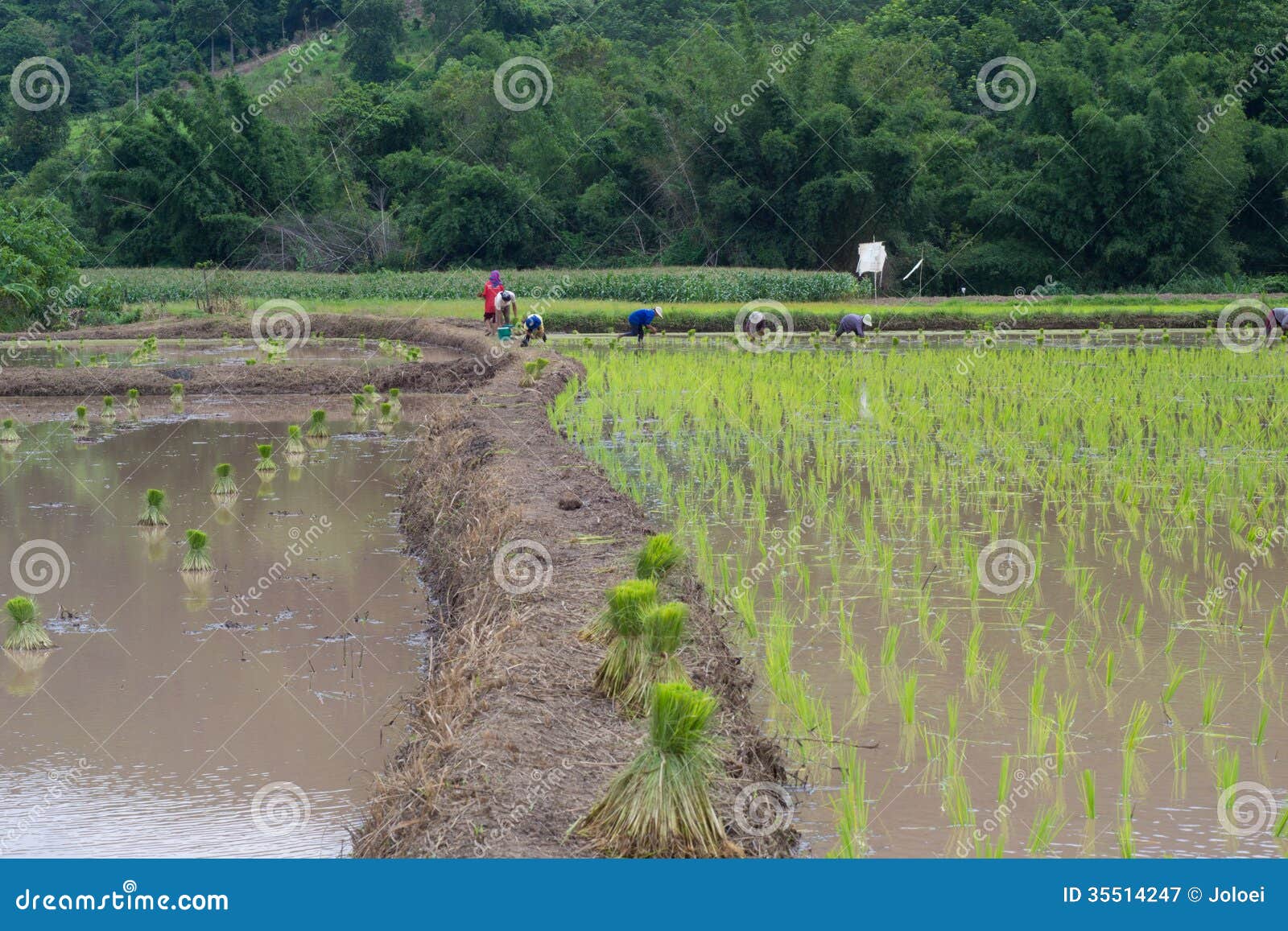 Rice cultivation stock image. Image of agricultural, grass - 35514247