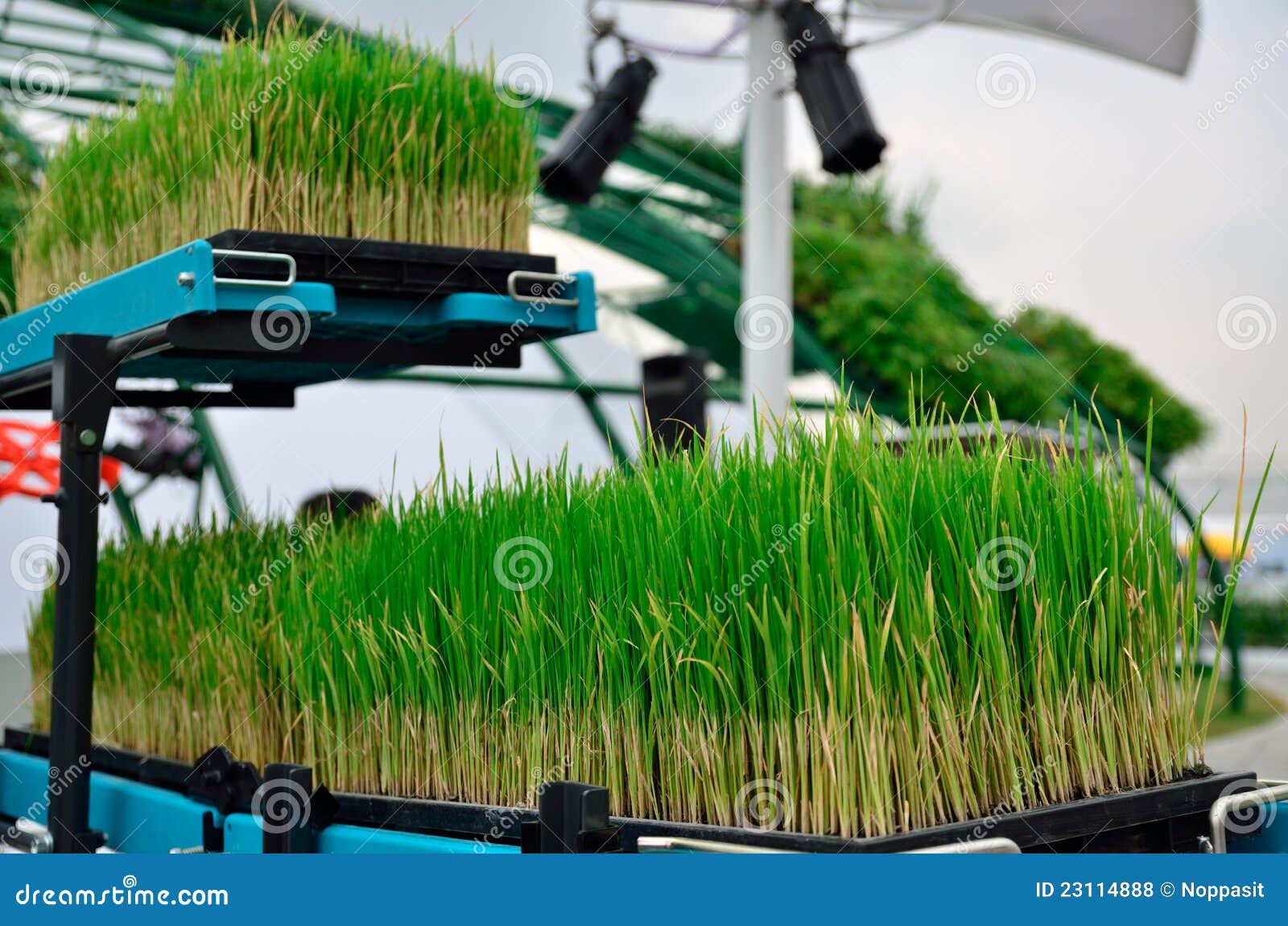 Rice cultivation machine stock photo. Image of grain - 23114888