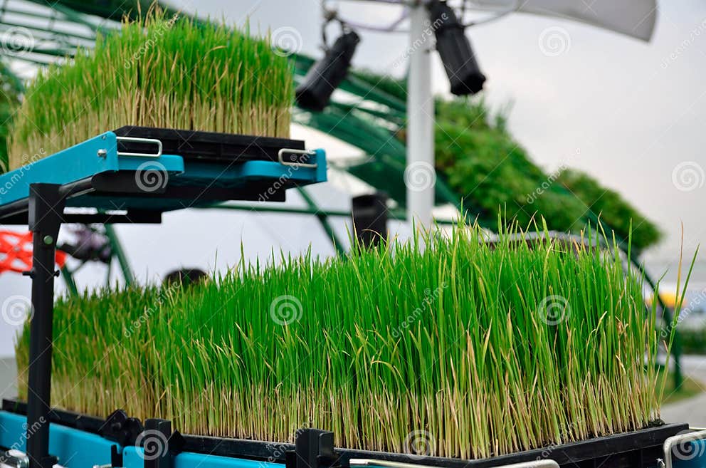 Rice cultivation machine stock photo. Image of grain - 23114888