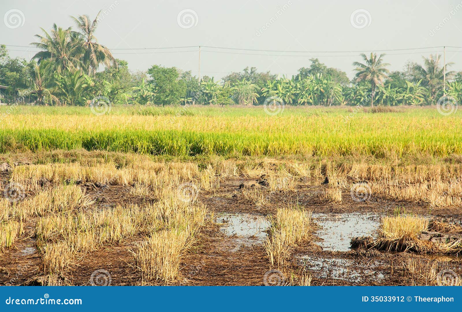 In rice cultivation. stock photo. Image of field, macro - 35033912