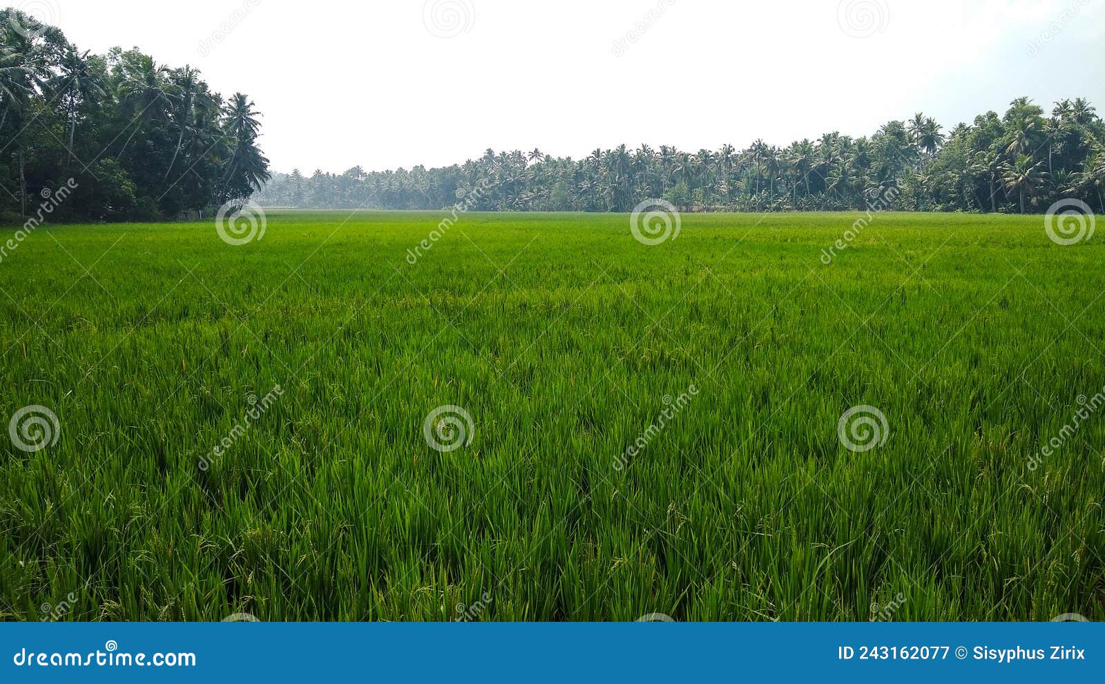 Cultivation Of Paddy During Monsoon Season Stock Photography ...