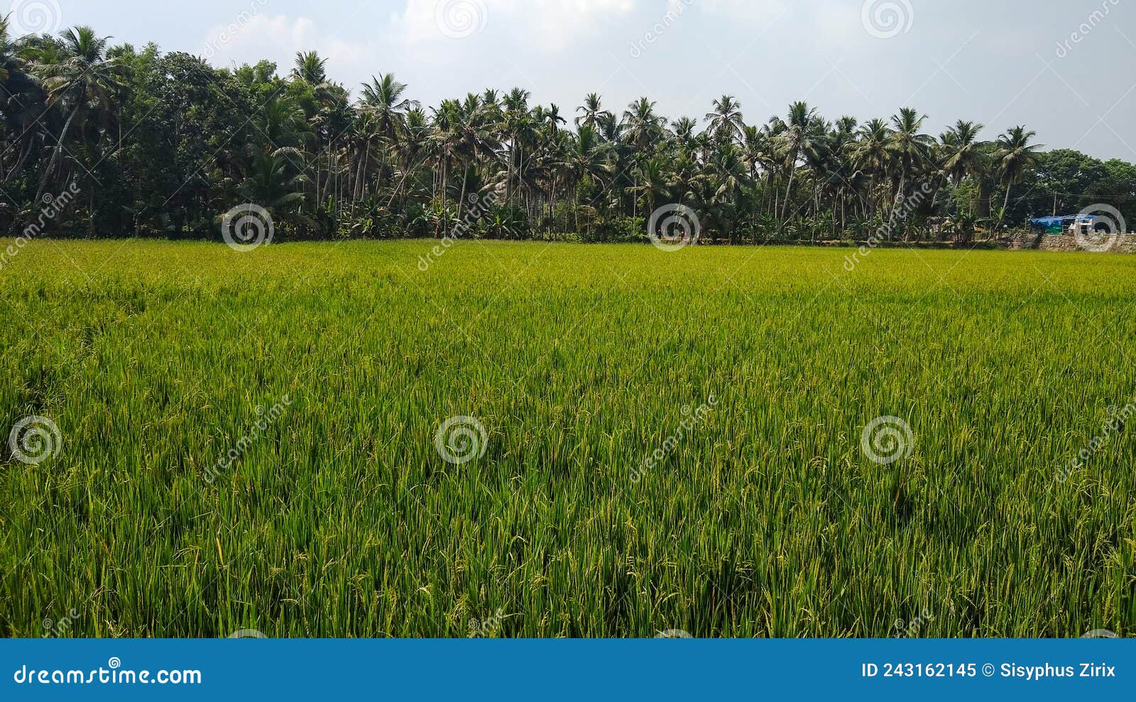 Rice Cultivation, Paddy Field in Thiruvananthapuram, Kerala Stock Image ...