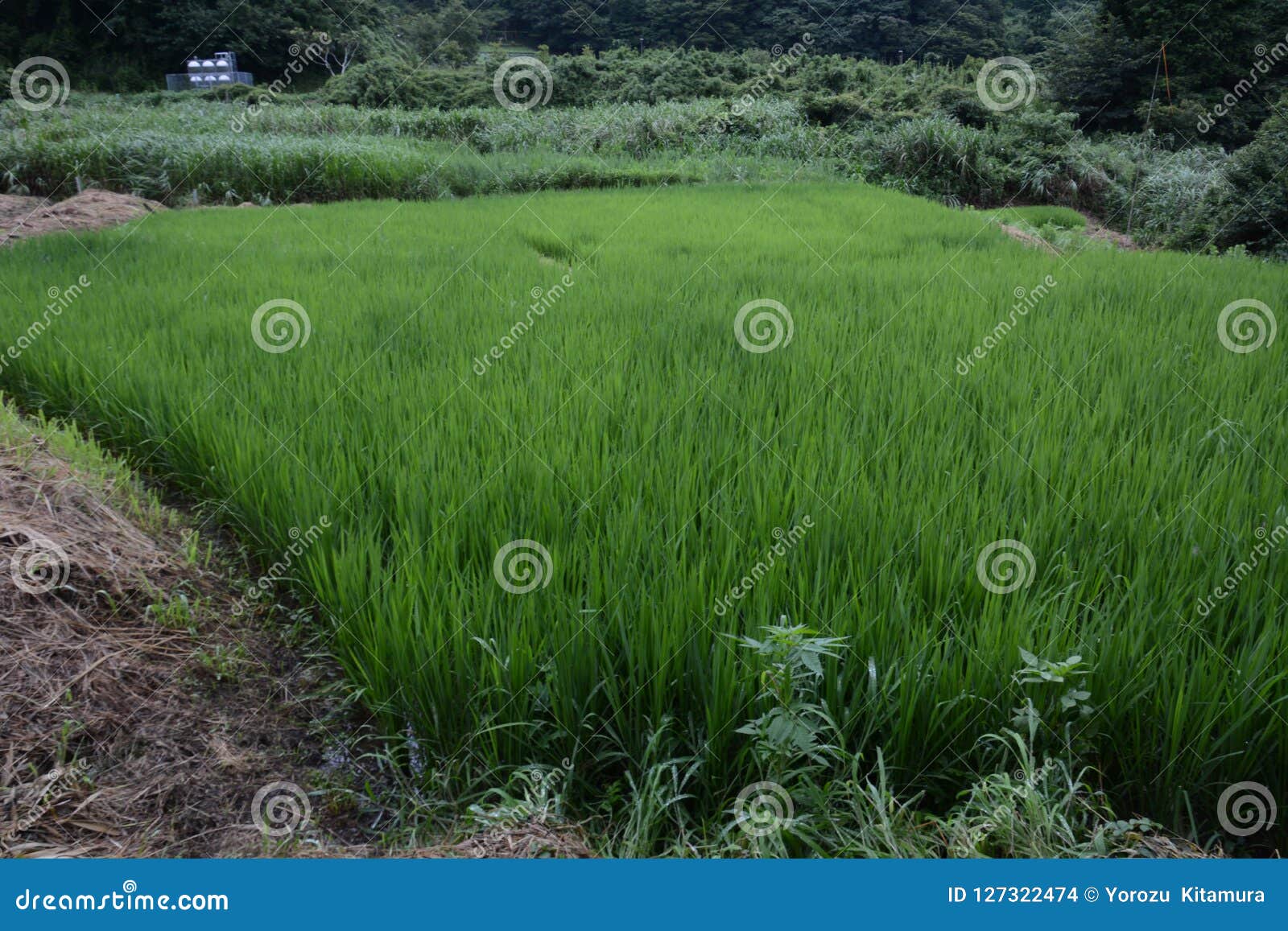 Rice cultivation stock photo. Image of plantation, rice - 127322474