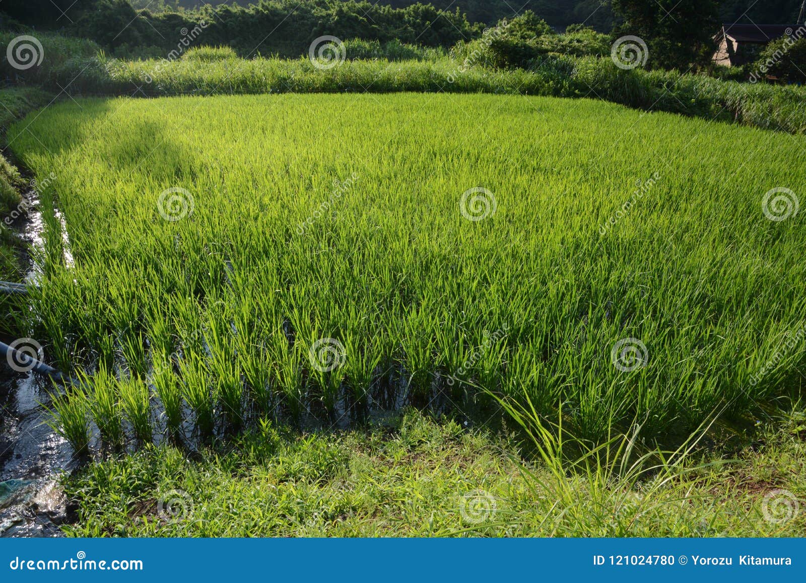 Rice cultivation stock photo. Image of natural, grass - 121024780