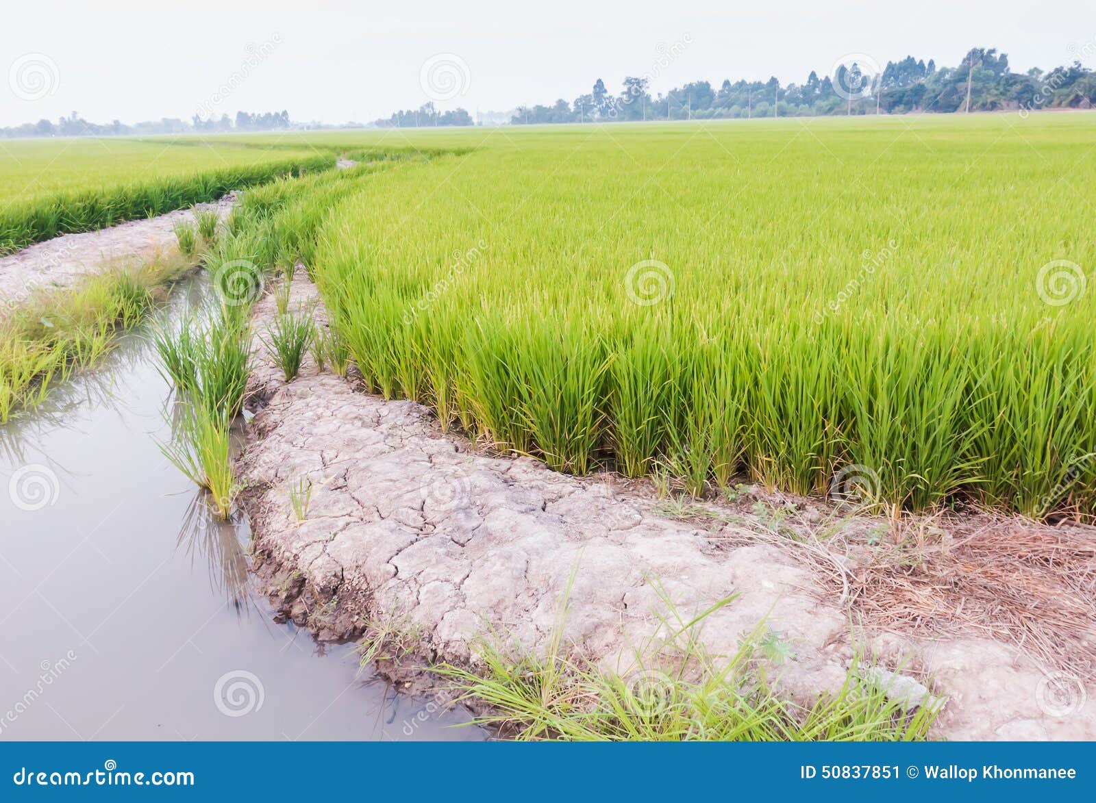 Rice Cultivation stock image. Image of scene, food, cultivate - 50837851