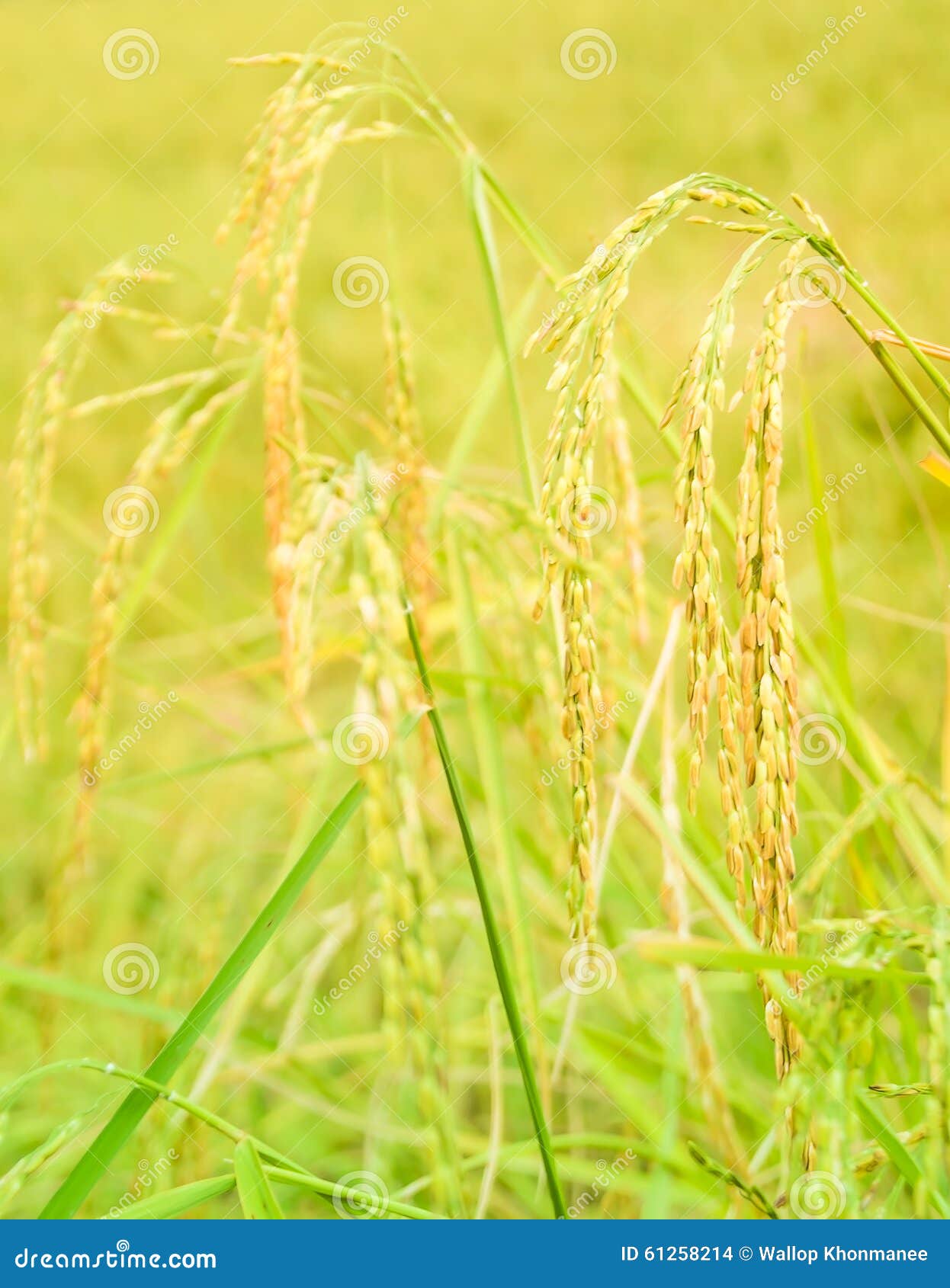 Rice Cultivation. stock photo. Image of outdoors, autumn - 61258214