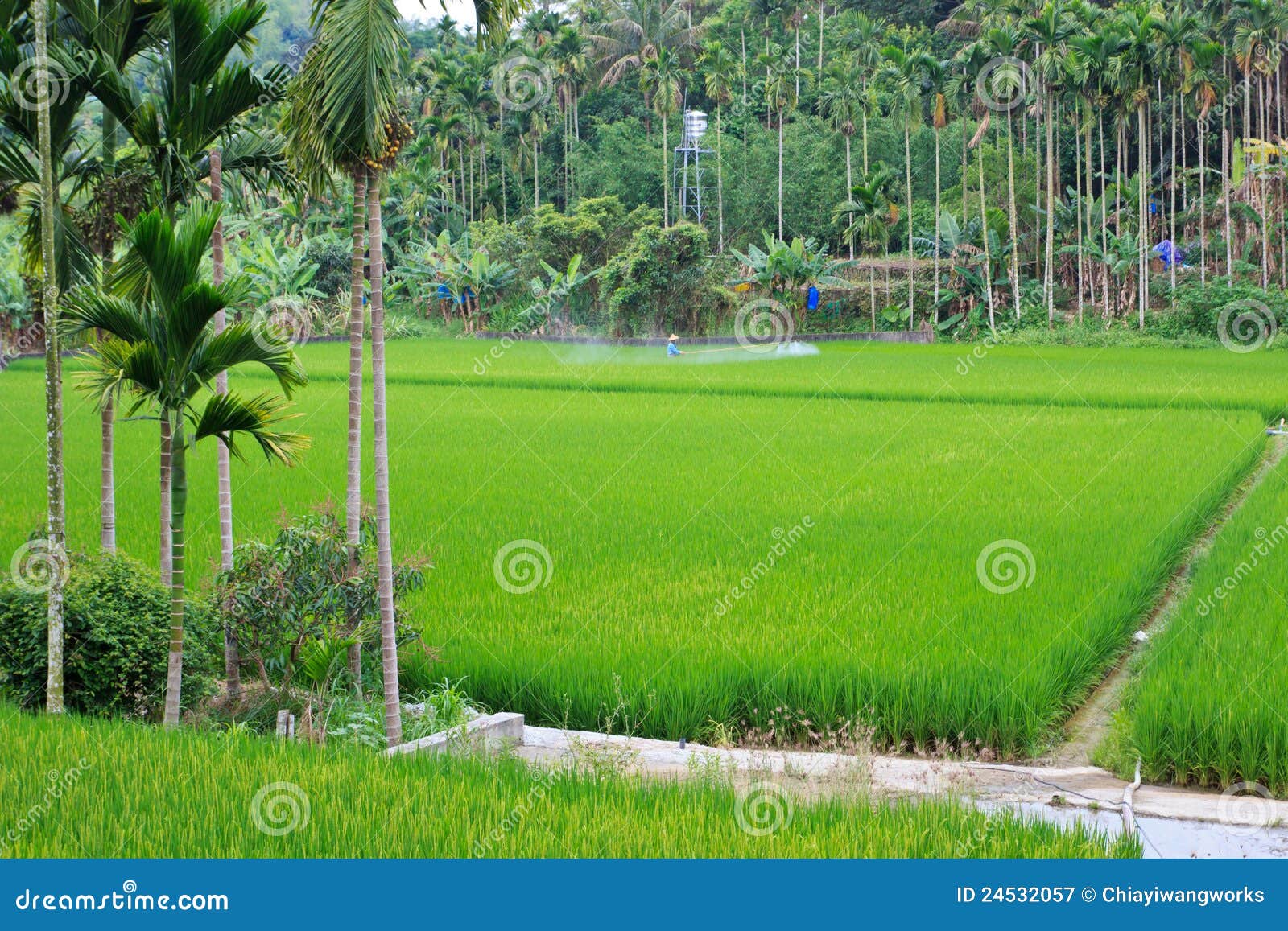 Rice cultivation in Taiwan stock image. Image of grass - 24532057