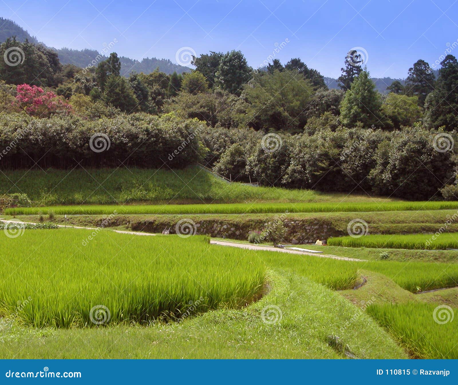 Rice culture stock image. Image of culture, tradition, natural - 110815