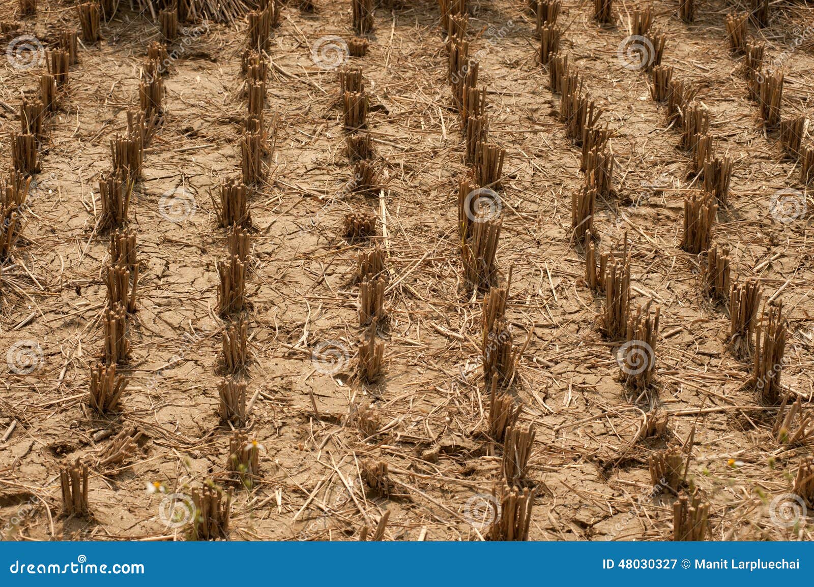 Rice is cut in a field. stock image. Image of organic - 48030327