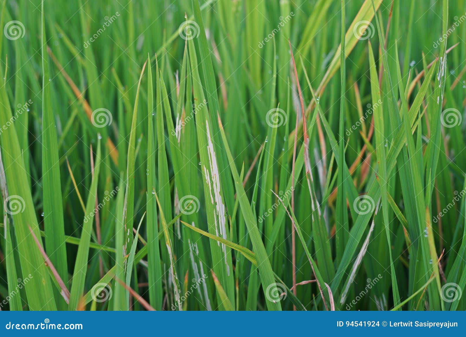 Rice damage on leaves stock photo. Image of natural, health - 94541924