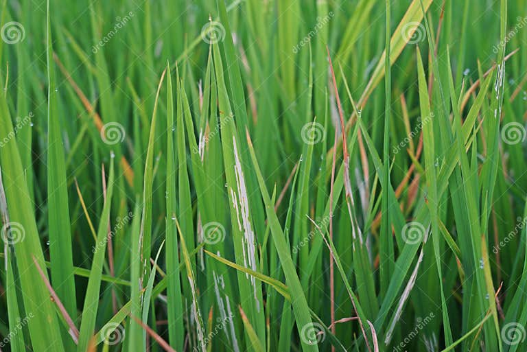 Rice damage on leaves stock photo. Image of natural, health - 94541924