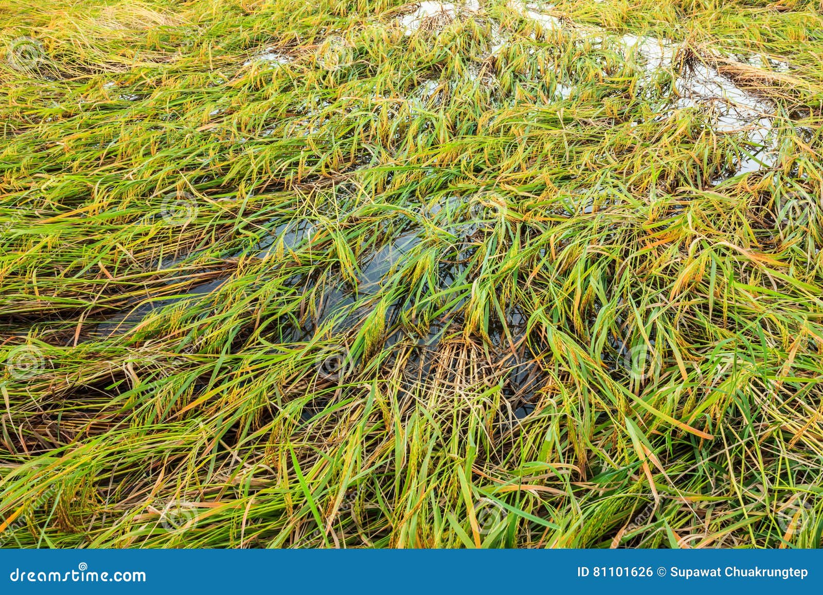 Rice damaged stock photo. Image of environment, fall - 81101626