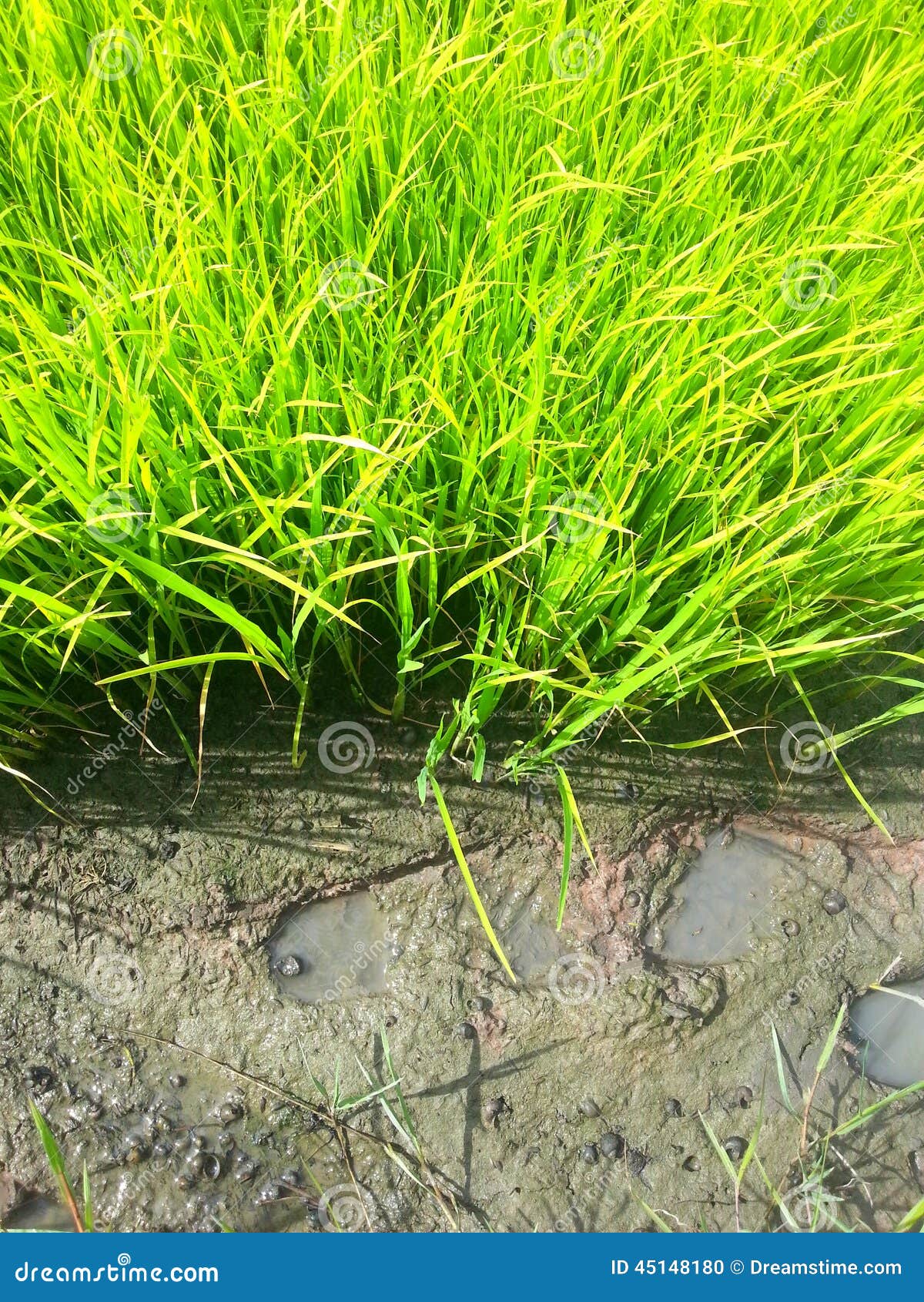 Rice stock photo. Image of rice, shells, footprint, dead - 45148180